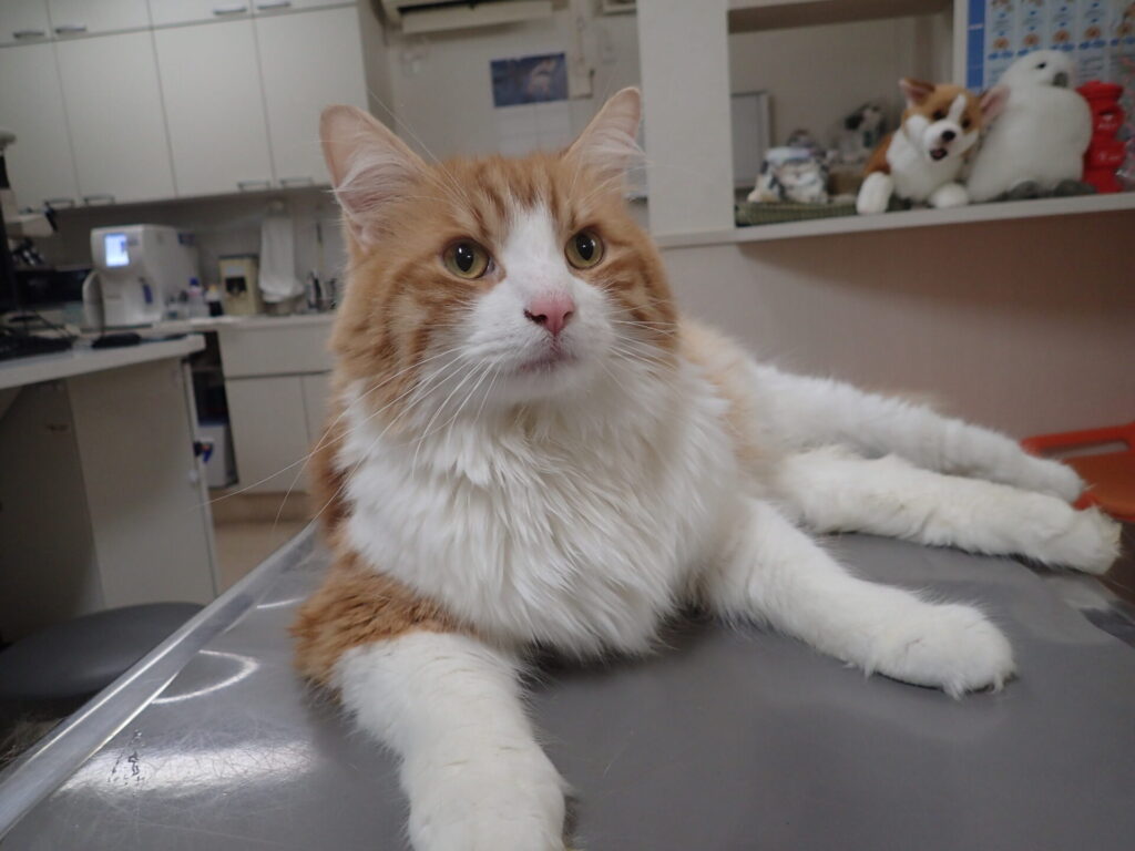 膀胱結石 | フィラリア・予防接種のことなら豊田市の動物病院 いながき獣医科医院へ